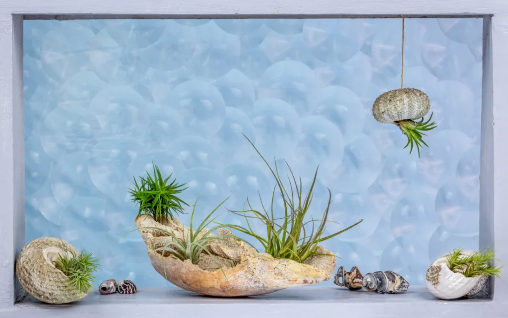 Transform Your Space with Premium Tillandsias: Five Inspired DIY Ideas ...